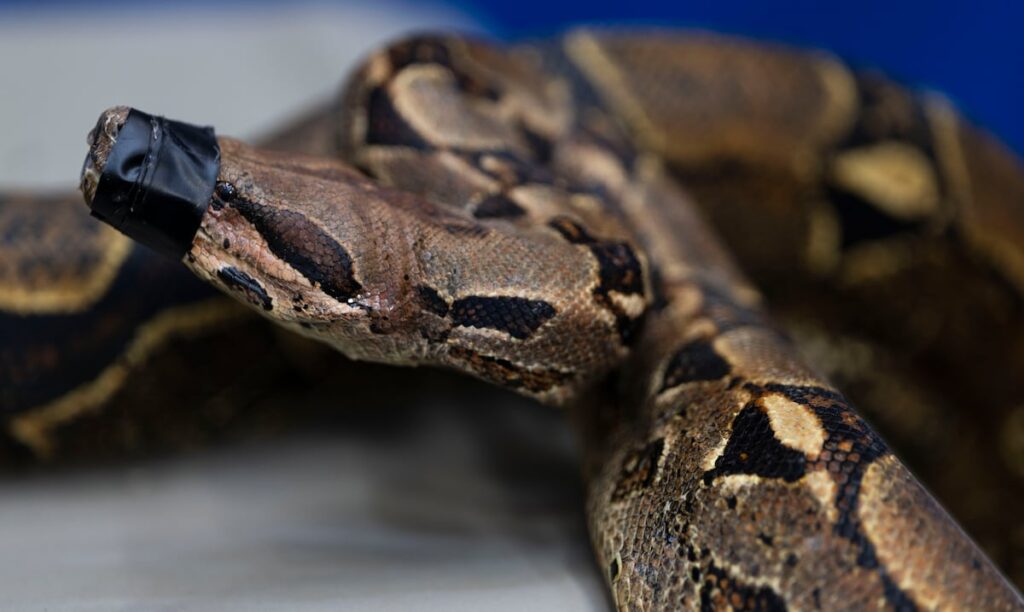 Exotic species will be transferred from the DRNA rehabilitation center ...